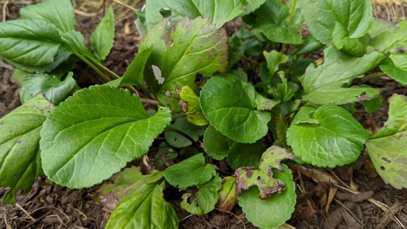 Native Plant Garden – Hillsdale Free Public Library